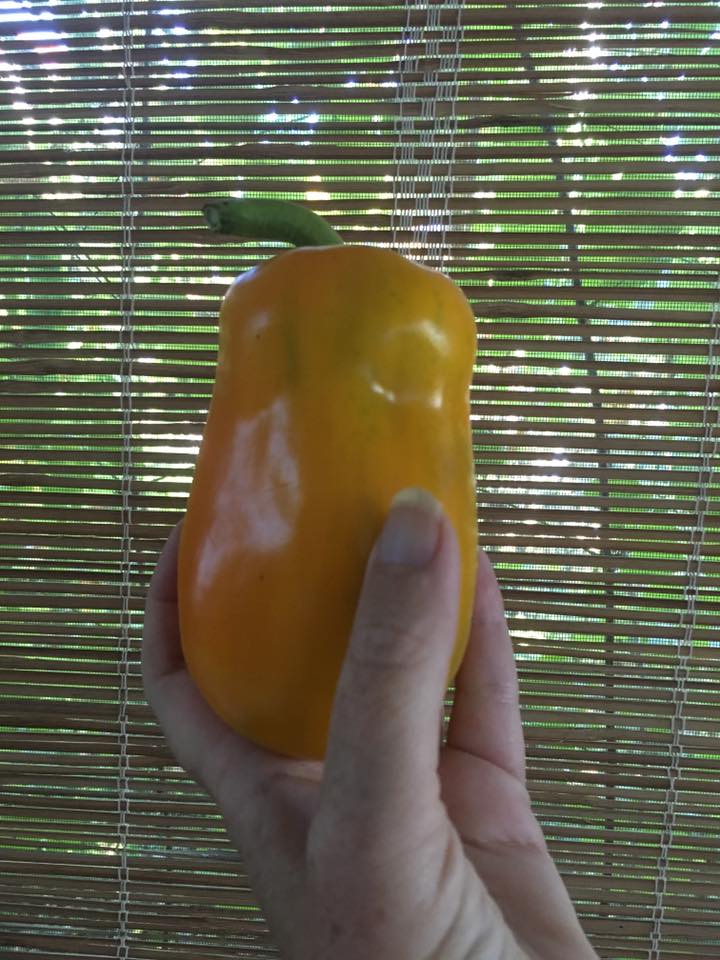 WashingtonGardener: Fenton Friday: Striking Gold