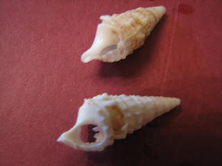 Science Matters: Oceanic Acidification & Seashells