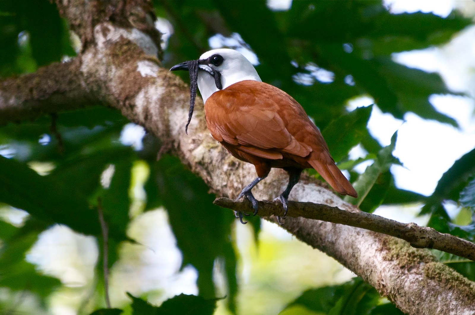 Jan Axel's Blog: The Cerro Hoya Expedition