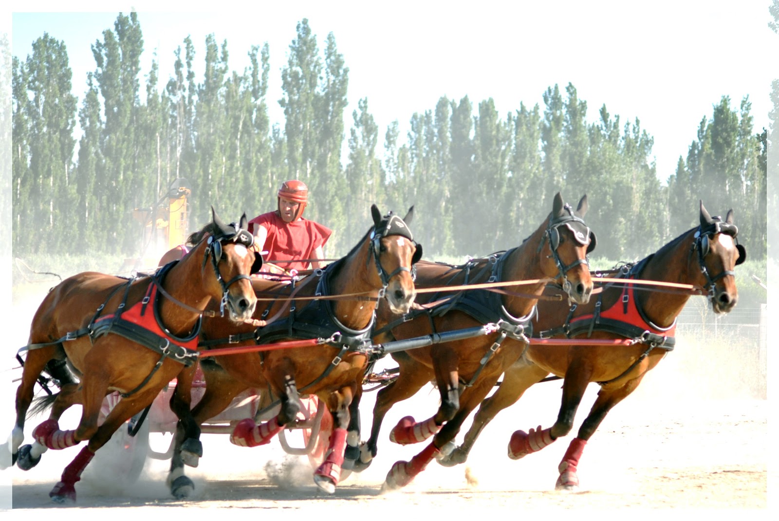 Les Auriges des attelages d'Arles: Char Romain attelé en quadrige