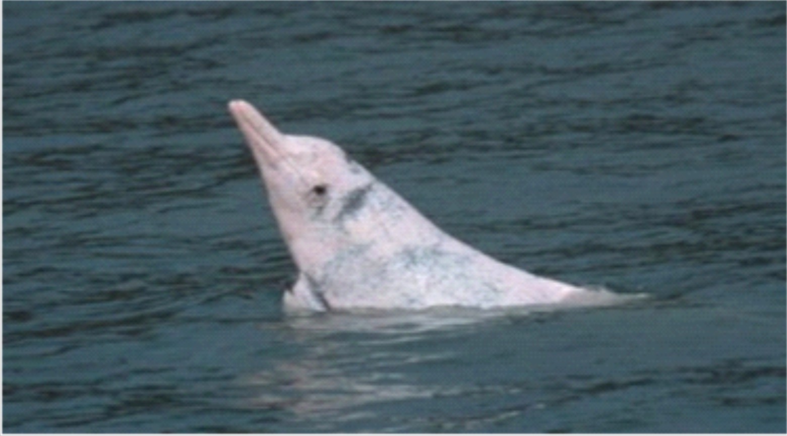 MAMALIA LAUT: SOUSA CHINENSIS