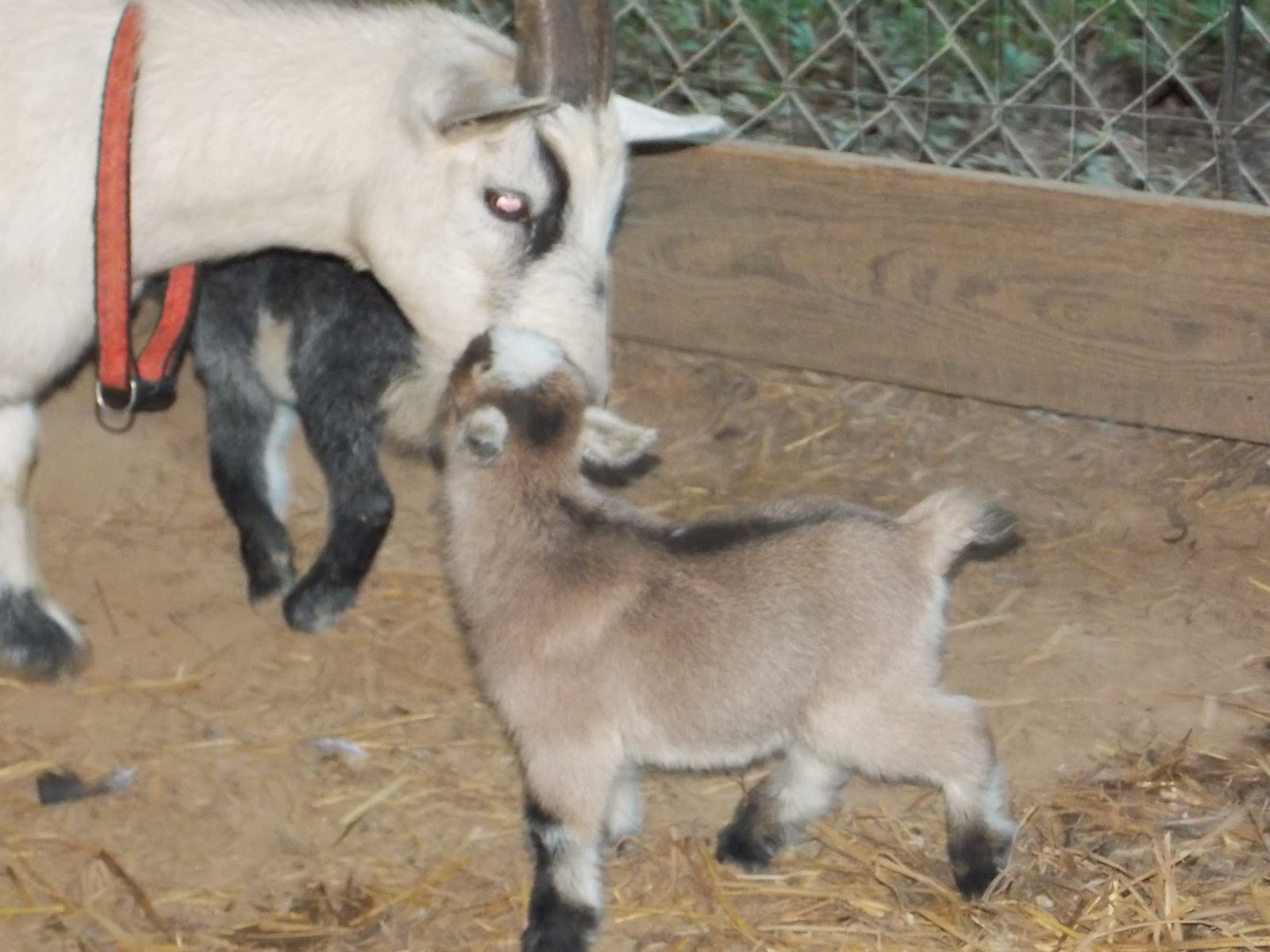 Family Best: We have new baby goats! Yay!