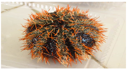 WAKATOBI UNLIMITED: Duri Babi Jenis (Tripneustes gratilla)