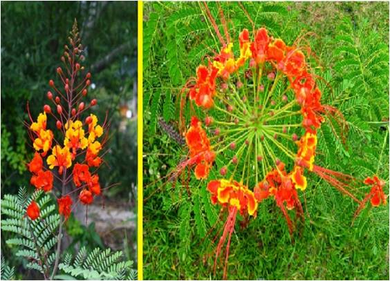 Alat Kelamin Bunga ~ Kenali Alam