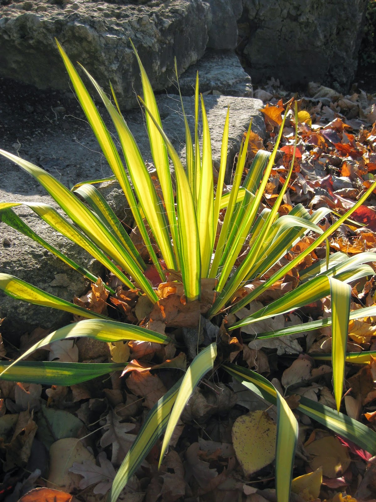 Rotary Botanical Gardens Hort Blog Yucca For Form And Color