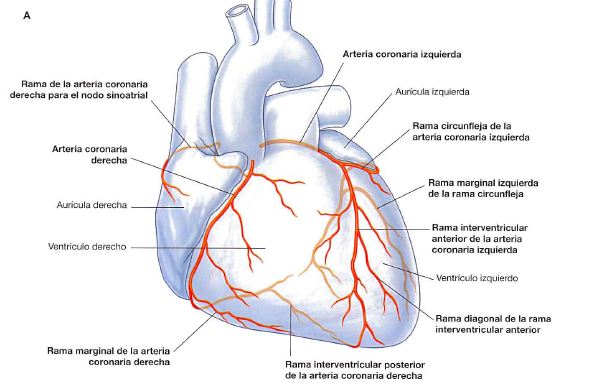 Unidad IV - Tórax, Corazon ~ TúResumenMedStudent 2.0