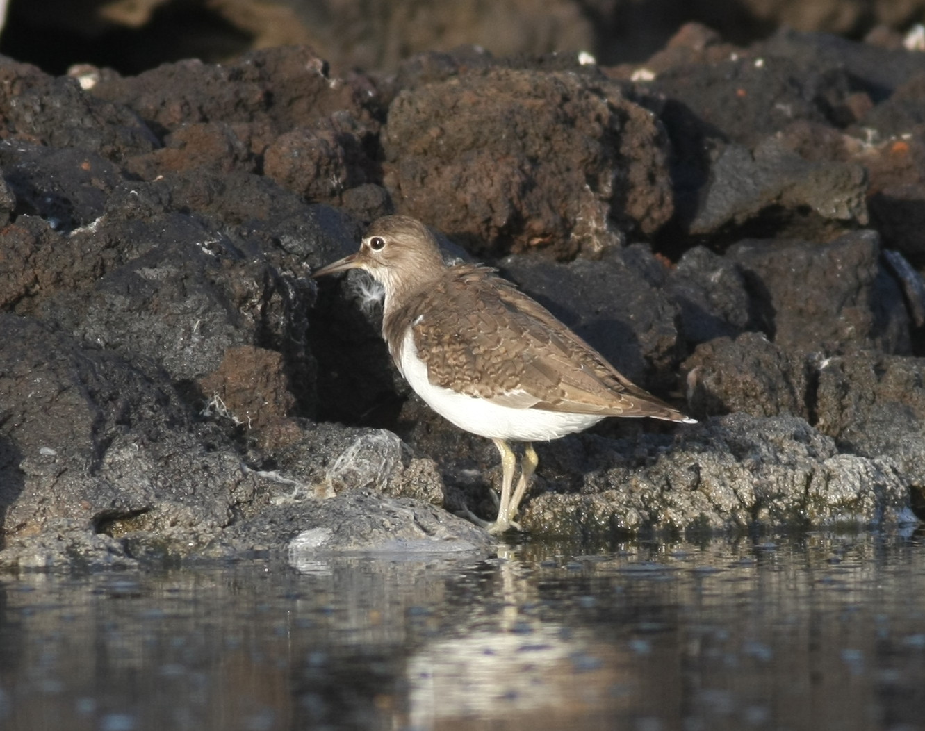 La Palma Birds: Common or Spotted Sandpiper?