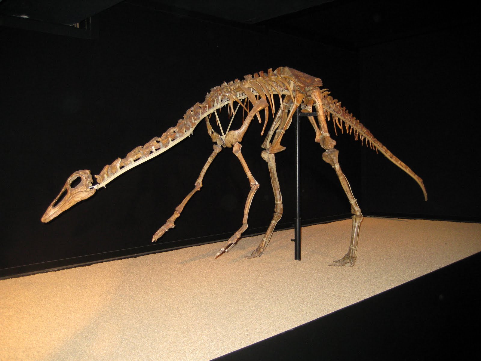 The Theropod Database Blog: December 2011