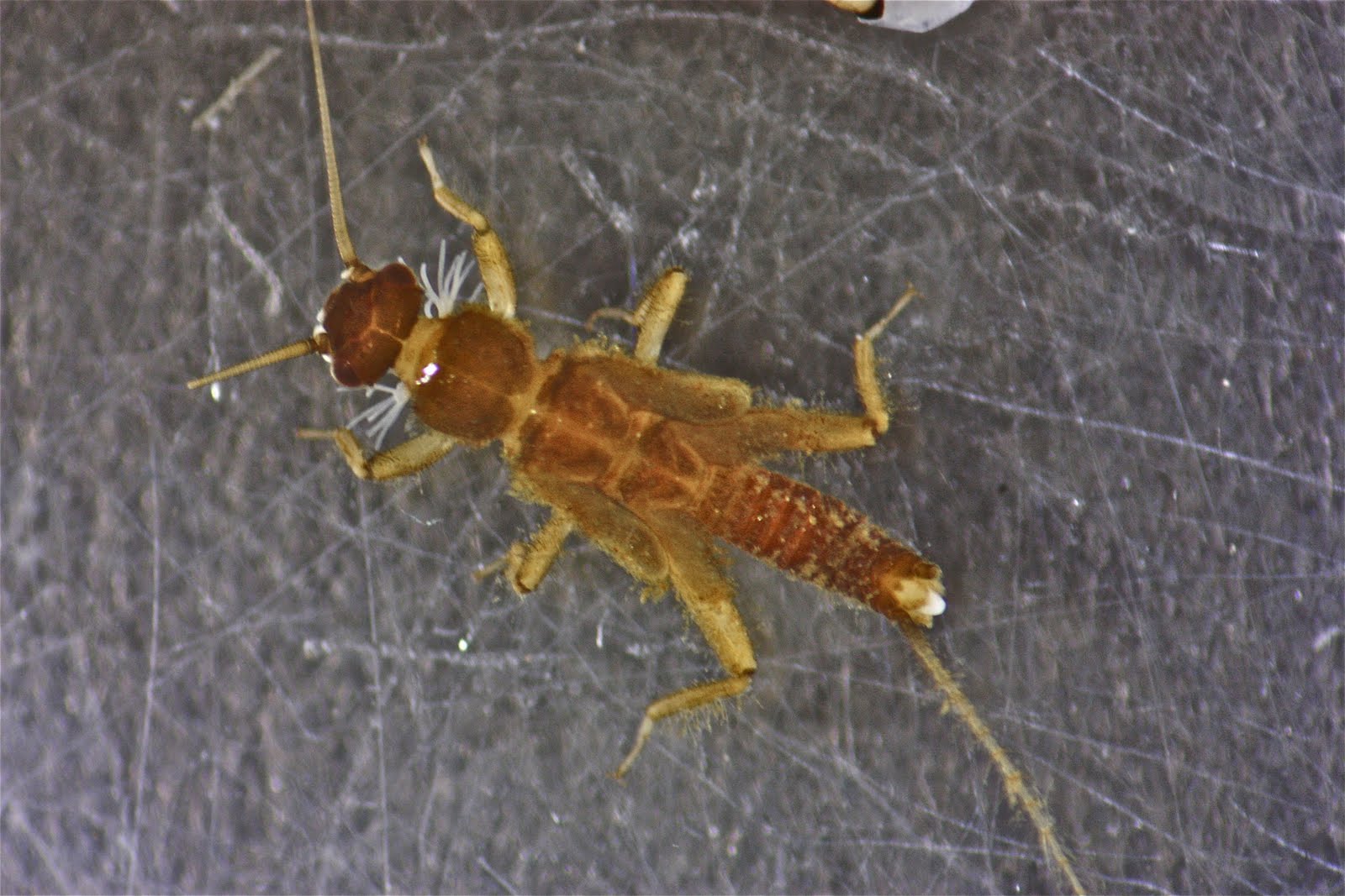 Aquatic Insects of Central Virginia: Stream Report: Long Island Creek ...