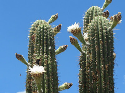 Dirección de Extensión Cultural Cámara de Diputados La Rioja: DÍA DE LA ...