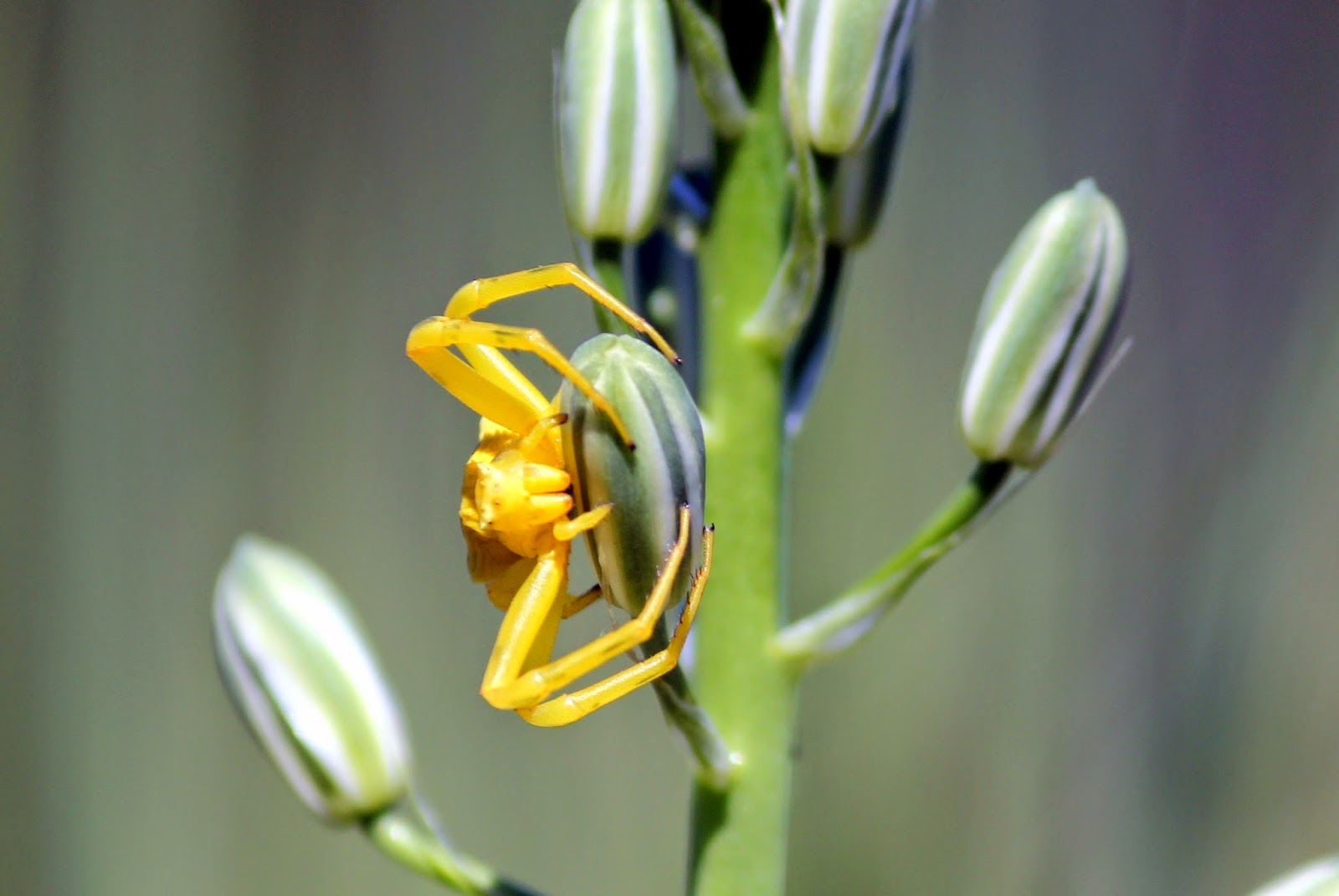 Mon coeur au Sud: l'araignée crabe jaune