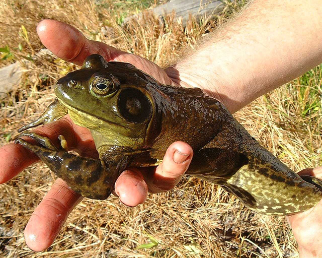 Frog Blog: Amphibian Chytrid Fungus in The News - Again