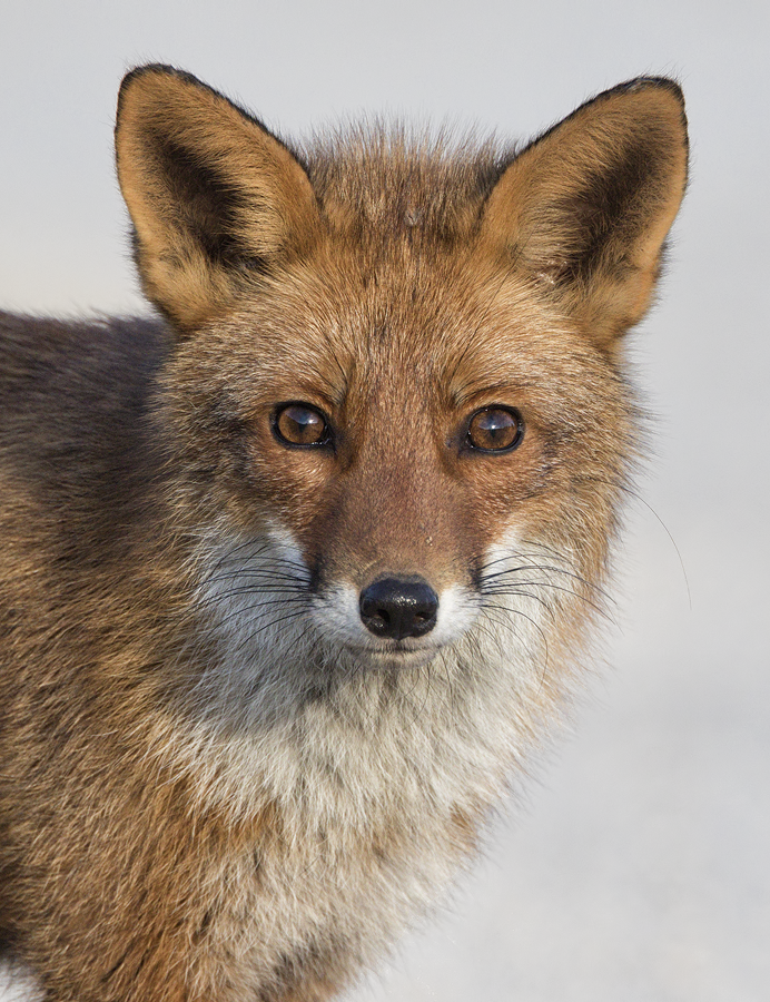 wildlifephotographygreece: Αυγούστου 2016