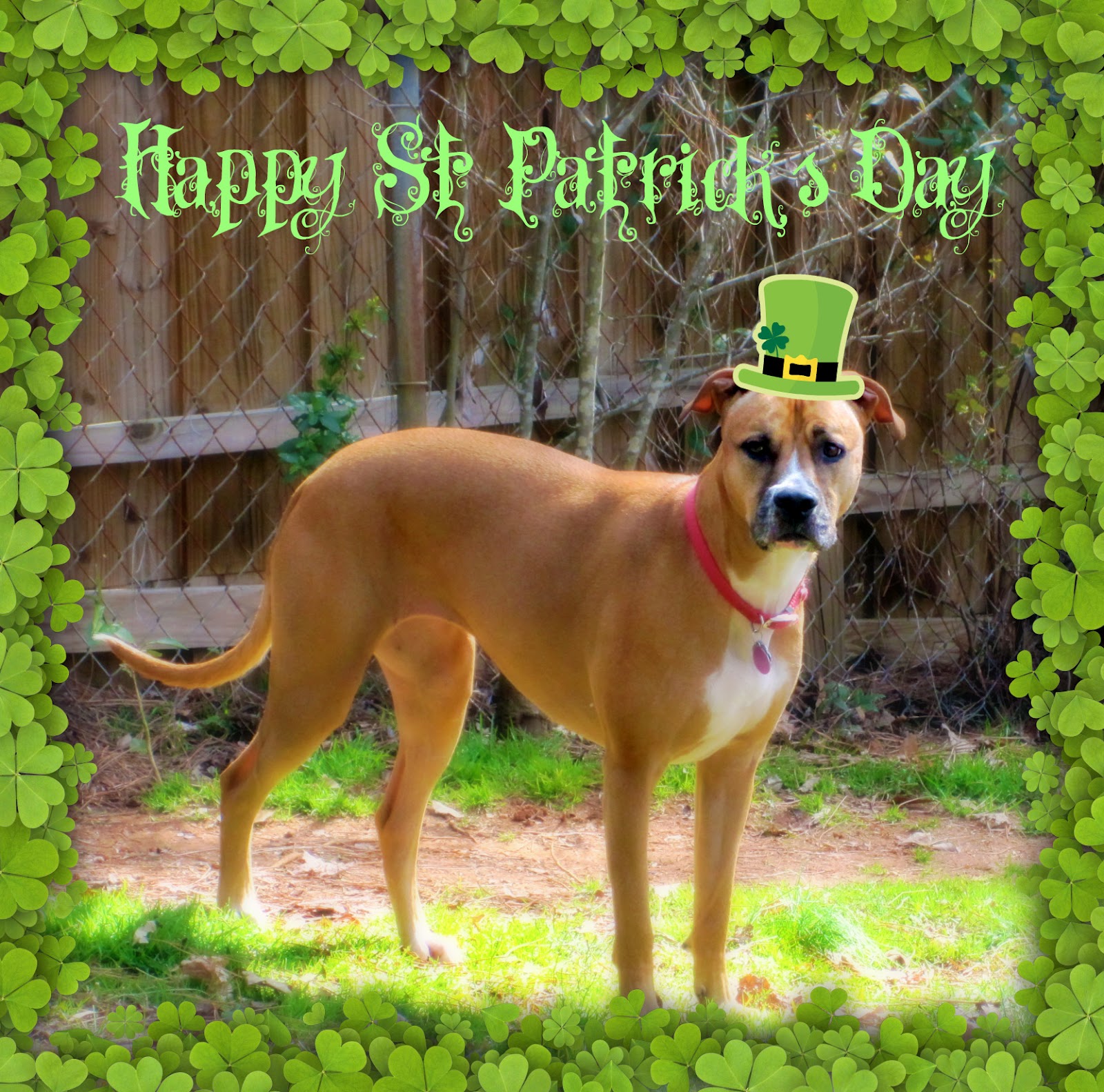 The Truth About Pit Bulls: Happy St. Patrick's Day!