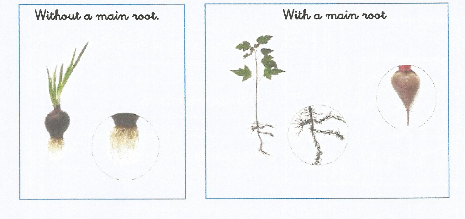 ¡Ya estamos en primaria!: TYPES OF ROOTS (Tipos de raíces) Ficha 13