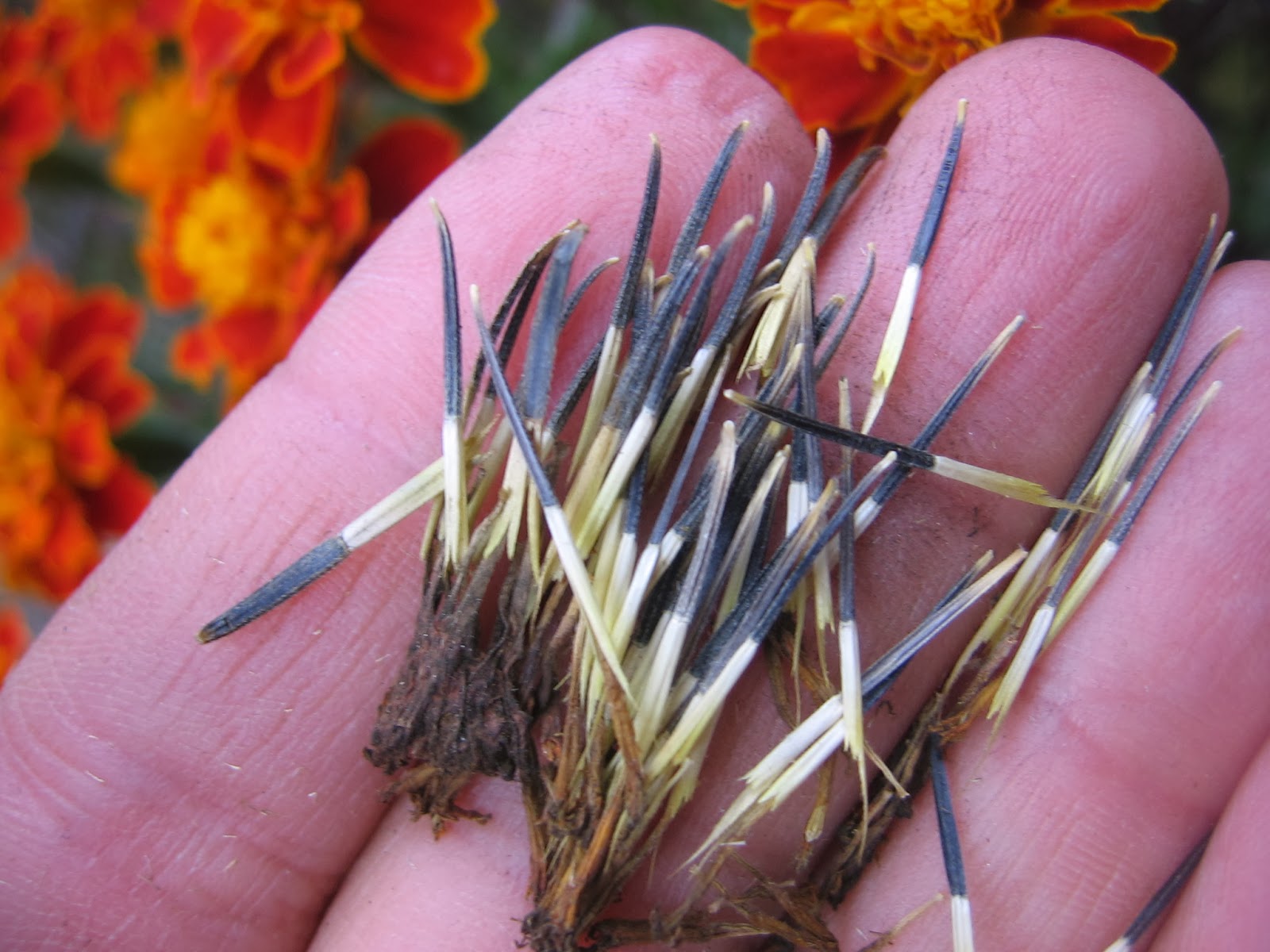 Seminte cultivate cu drag. Seminte Traditionale. Soiuri Romanesti de ...