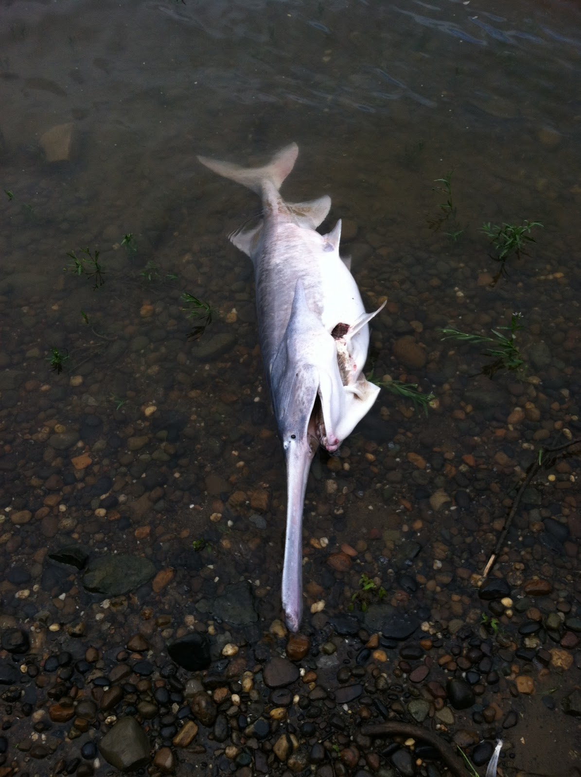 Ohio Kayak Blog-- Rivers, Music, Friends and More...: Look At The Nose ...