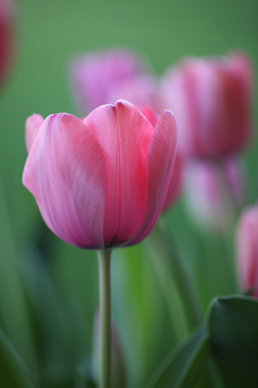 among the saguaros: if you want to grow tulips in the desert...