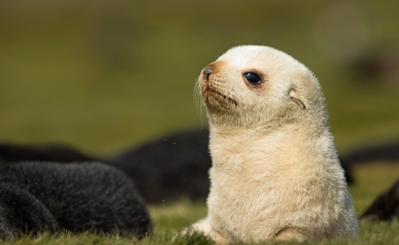 White Wolf : Extremely Rare Blonde Seal Cub Stands Out From The Crowd