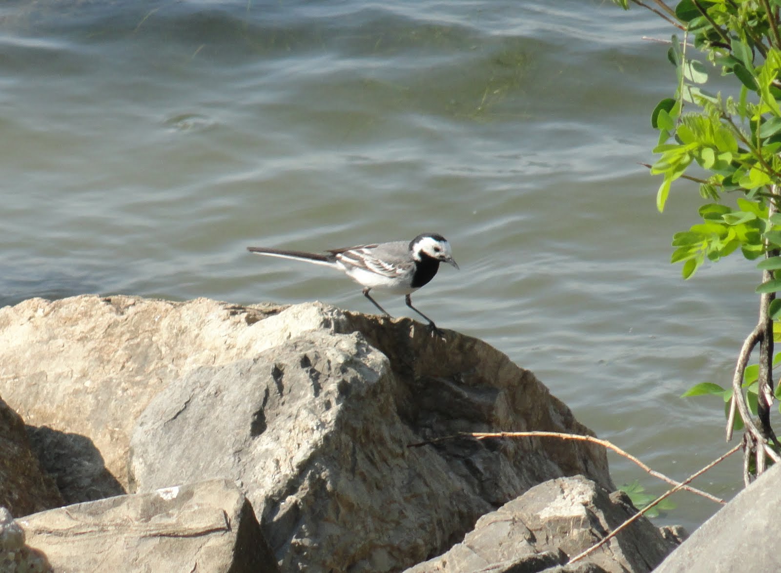 Frumusetile naturii: Codobatura alba (Motacilla alba)