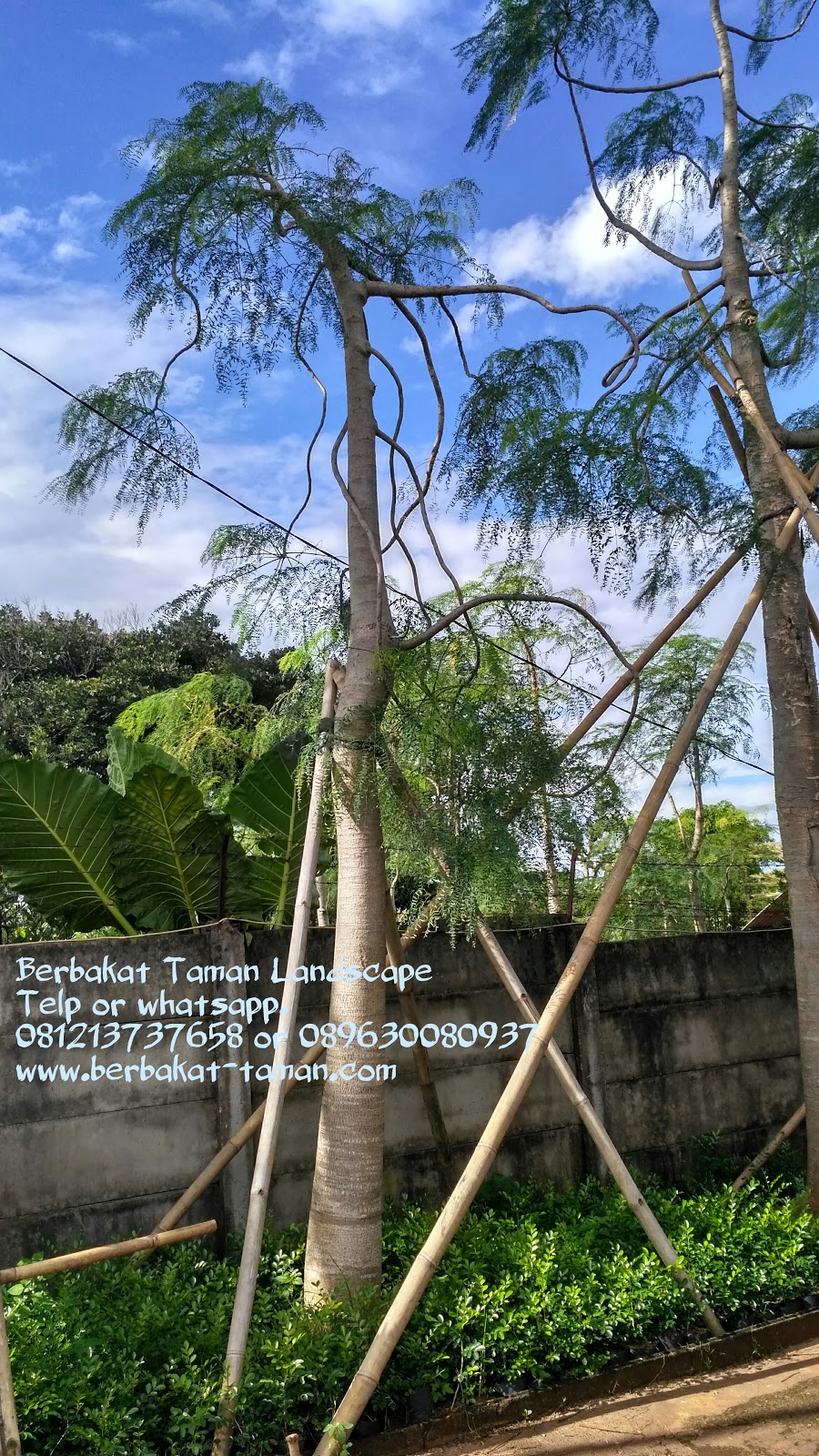 Jual Pohon Kelor Afrika atau Moringa | Pohon Peneduh Mewah ...