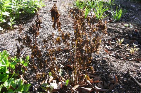 Where Does It Come From?: Project Update #3