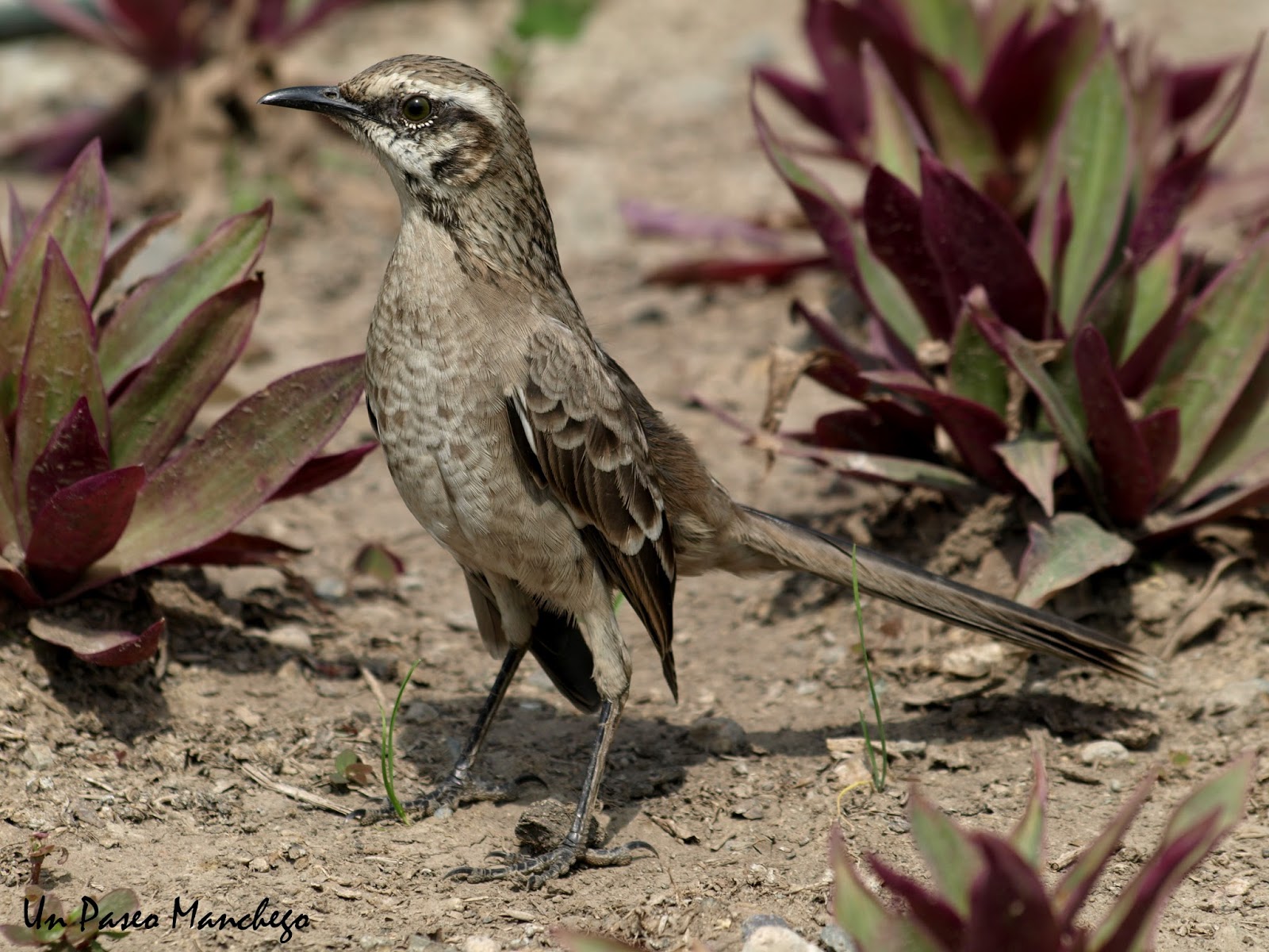 Un Paseo Manchego: Chisco; Mimus longuicaudatus.