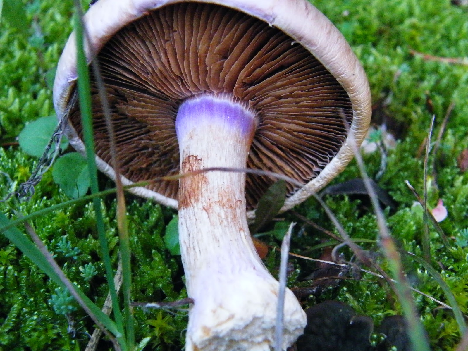 Μανιτάρια που βρίσκουμε στην Ευρυτανία: Cortinarius anomalus