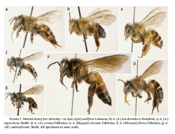 Jenis-jenis Lebah Madu ~ Serba Budidaya