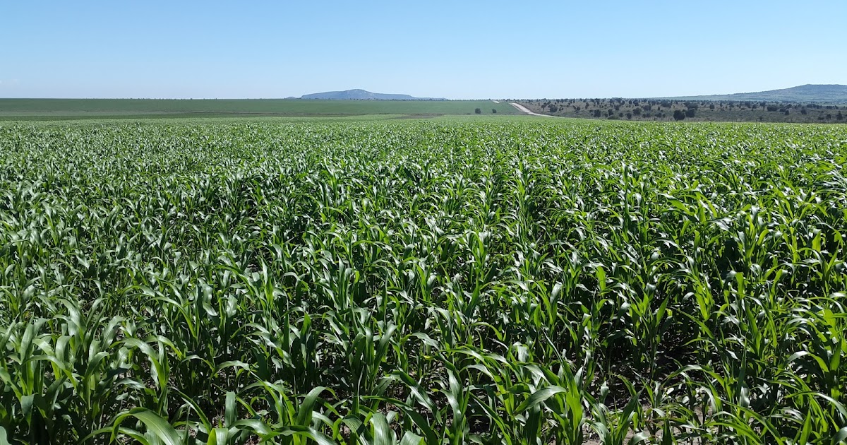 Bardens In Kenya Forage Sorghum X Sudan Grass Trials Moving Along