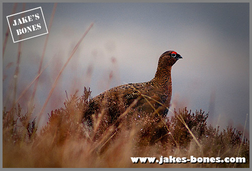Inglorious: the hidden side of grouse hunting : Jake's Bones