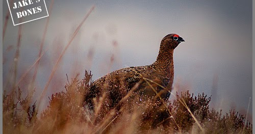 Inglorious: the hidden side of grouse hunting : Jake's Bones