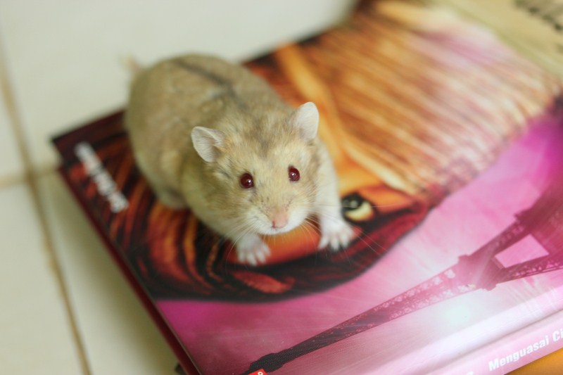 Campbell Argente ( Hamster Gallery ) | Jual Perlengkapan Dan Aksesoris ...