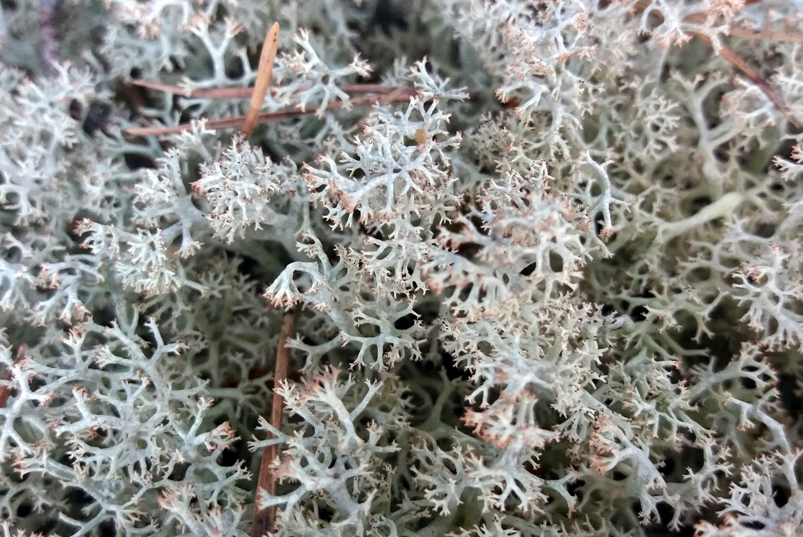 Kasveja Suomesta: Harmaaporonjäkälä (Cladonia rangiferina)