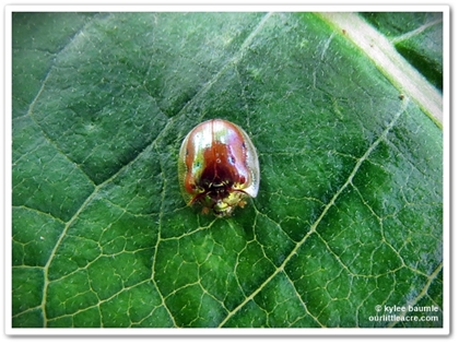 Our Little Acre: The Gold Bug