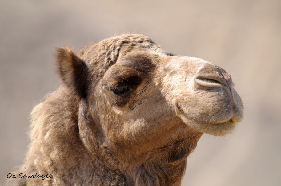 20 Super Cool Photos of Camels - Best Photography, Art, Landscapes and ...