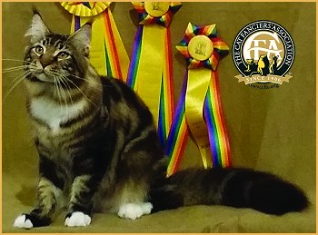 Maine Coon Cats: Cat Show Winners