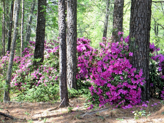 Azalea Plants Under Pine Trees Azalea Lollipop Tree | Broom Plant