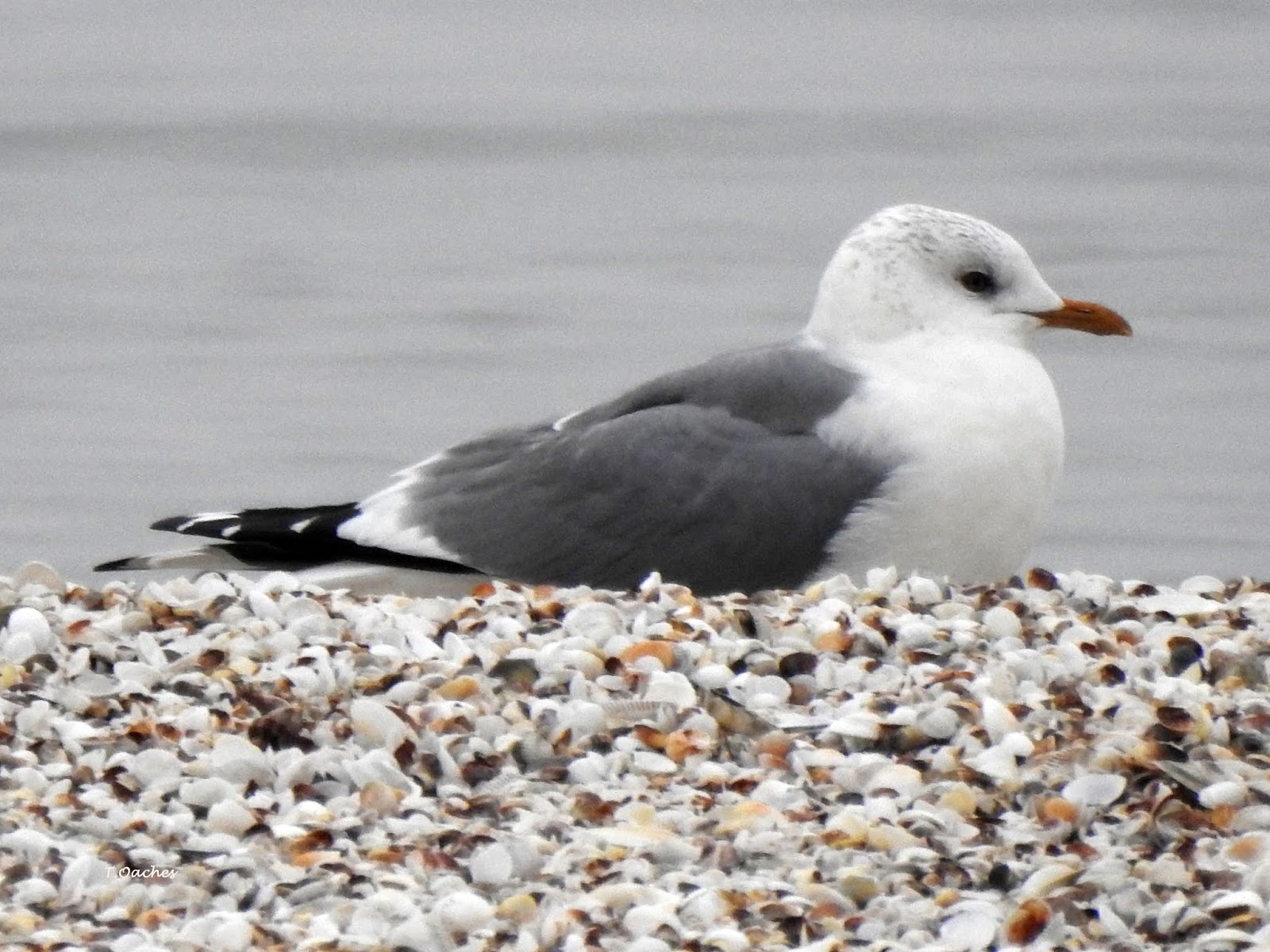 PASARI DIN ROMANIA: PESCARUS SUR, Larus canus