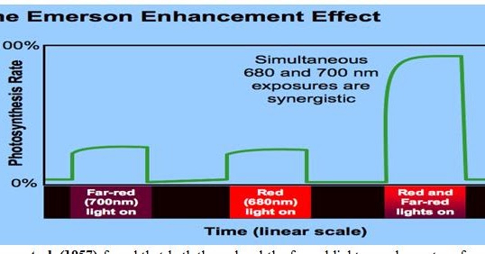 Mechanism of Photosynthesis: The Light Reaction ~ Dhiraj's Blog