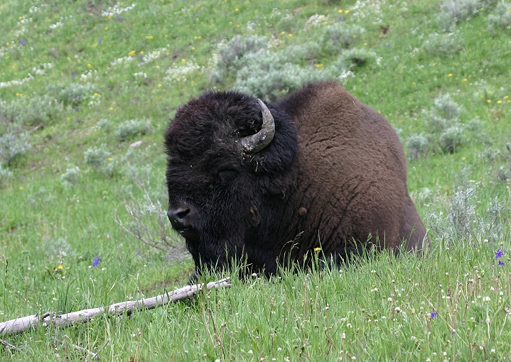 World All Animals: American bison