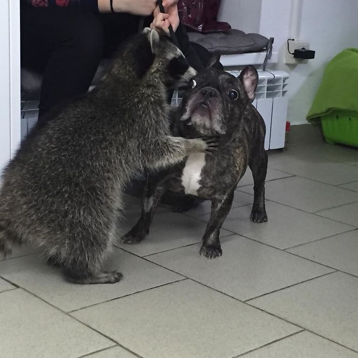 White Wolf : Raccoon helps to cheer up depressed pets at Russian ...