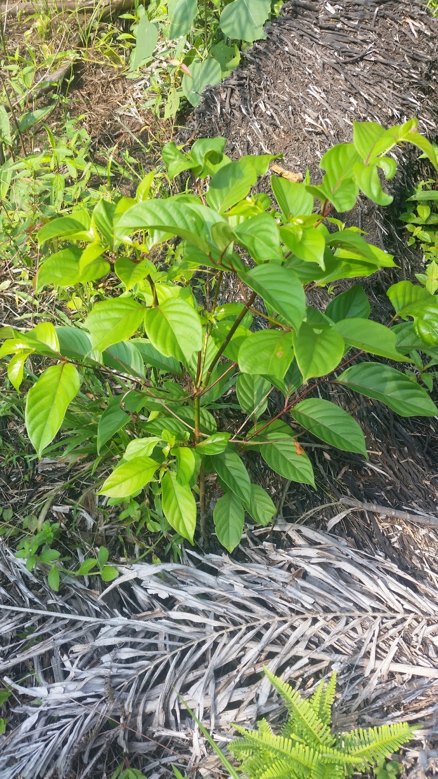 Warisan Petani: Pokok Kait-kait.