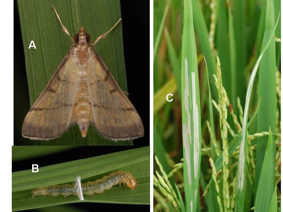 AGRICULTURE: RICE INSECT PESTS PICTURES