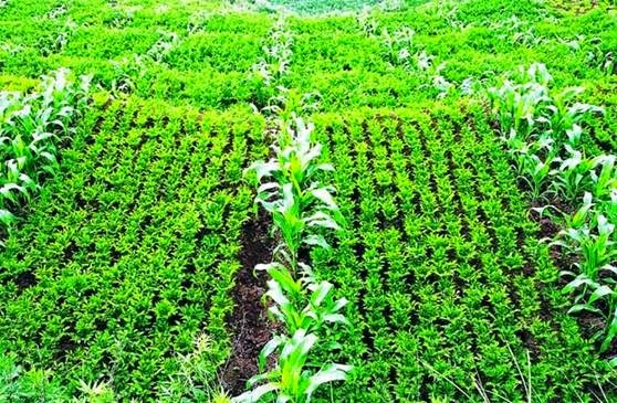 Arek_Civil: POLA TANAM