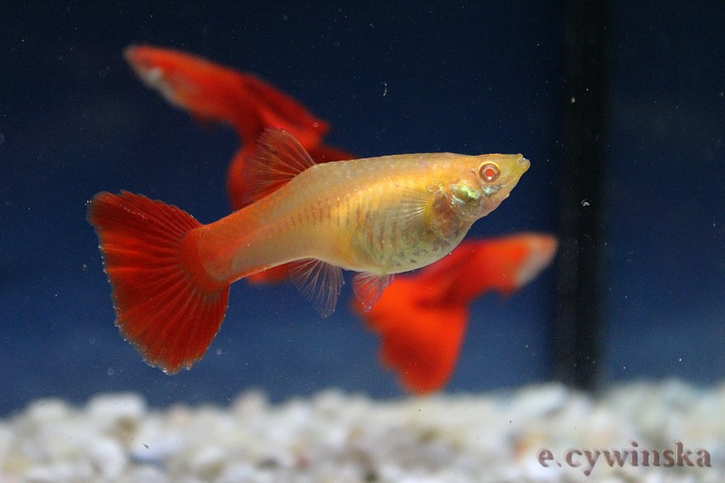xiphophorus.pl: Gupiki albino full red