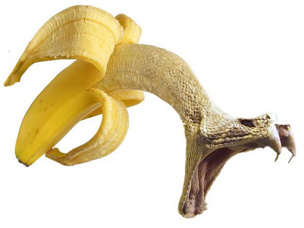 The Medicinal Uses Of Bananas One Of The Major Tropical Fruits Banana Health Benefits How To the-medicinal-uses-of-bananas-one-of-the-major-tropical-fruits-banana-health-benefits-how-to