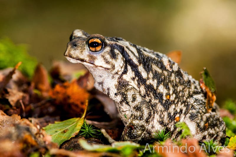 TERRA VIVA: SAPO-COMUM