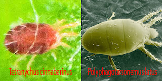TUNGAU (MITES) | cara dan petunjuk budidaya