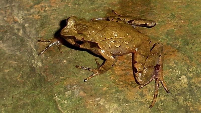Species New to Science: [Herpetology • 2020] Megophrys awuh, M. dzukou ...
